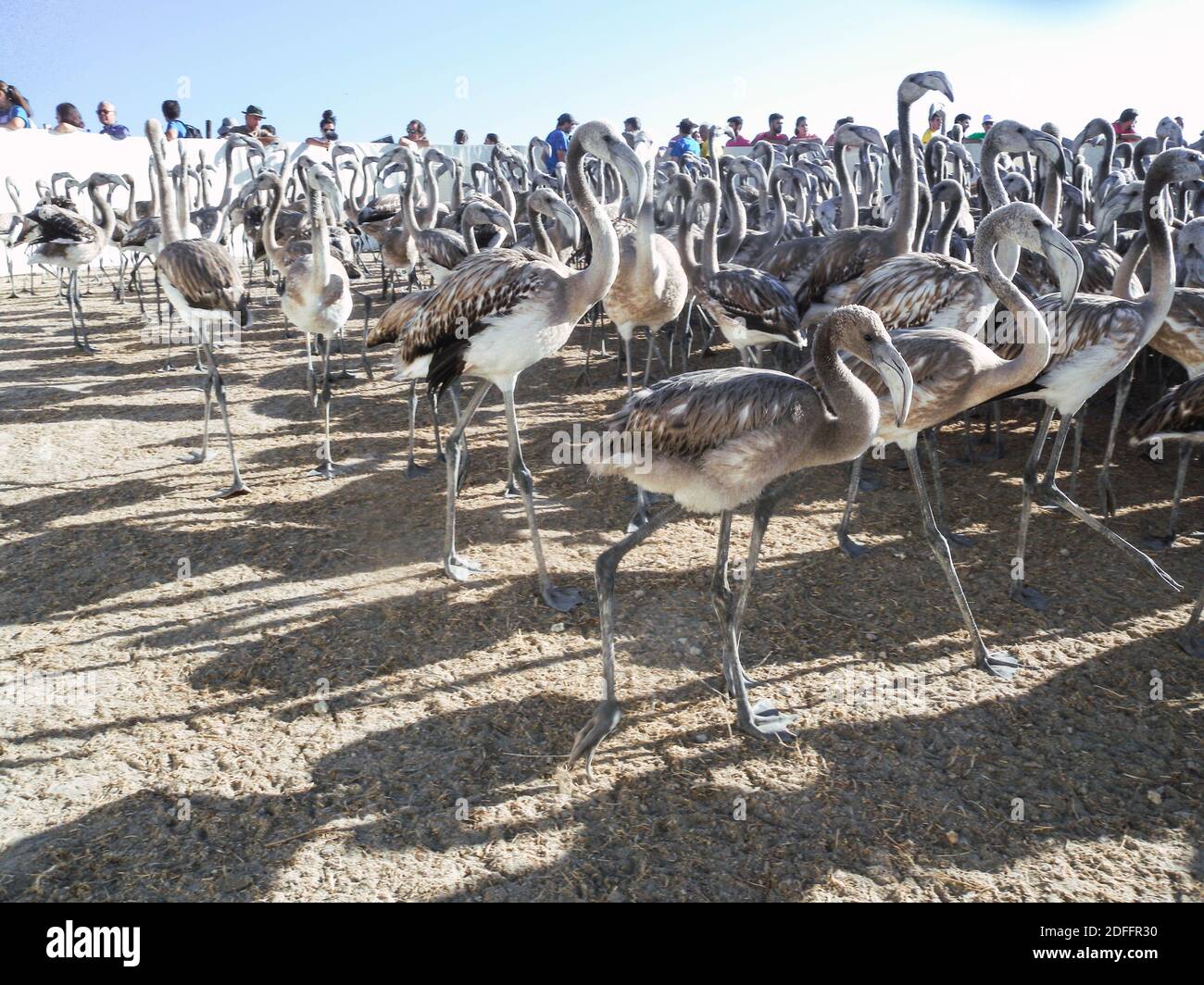 Pink flamingo chickens during the ringing catch in the Fuente de Piedra ...
