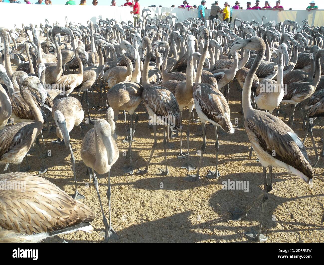 Pink flamingo chickens during the ringing catch in the Fuente de Piedra ...