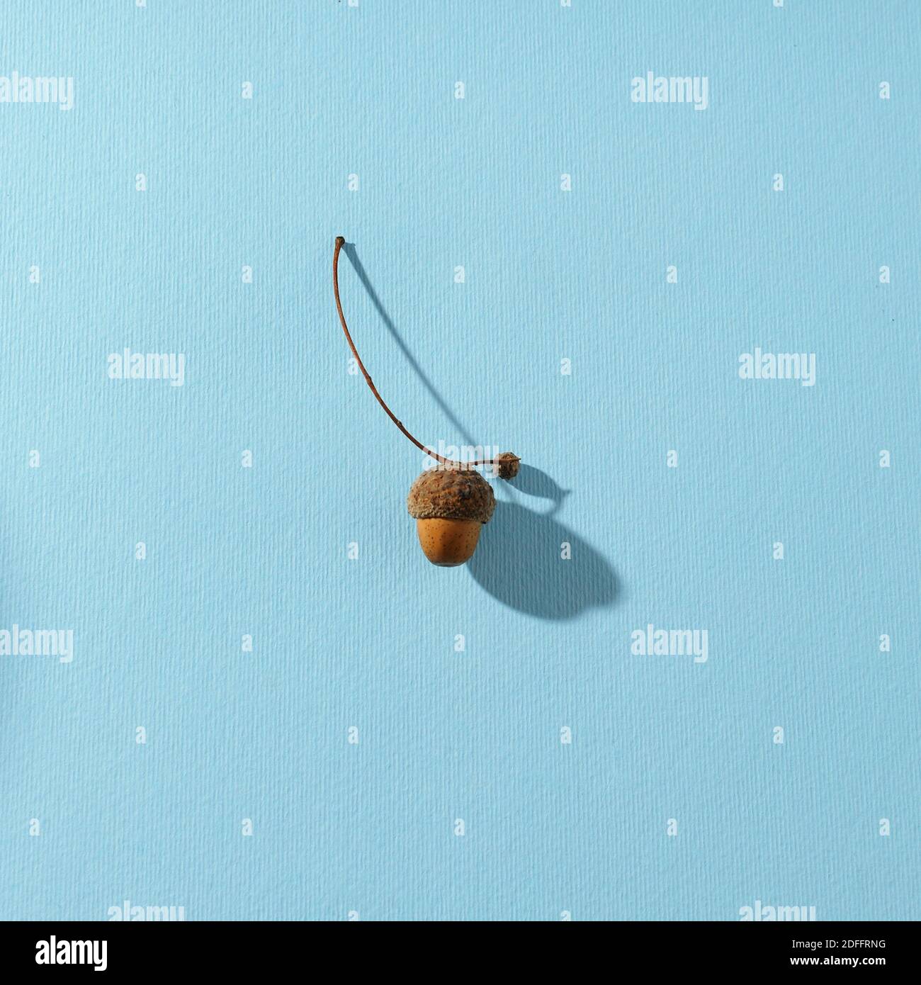 Creative layout made of an acorn with a hard shadow. Minimal flat lay ...