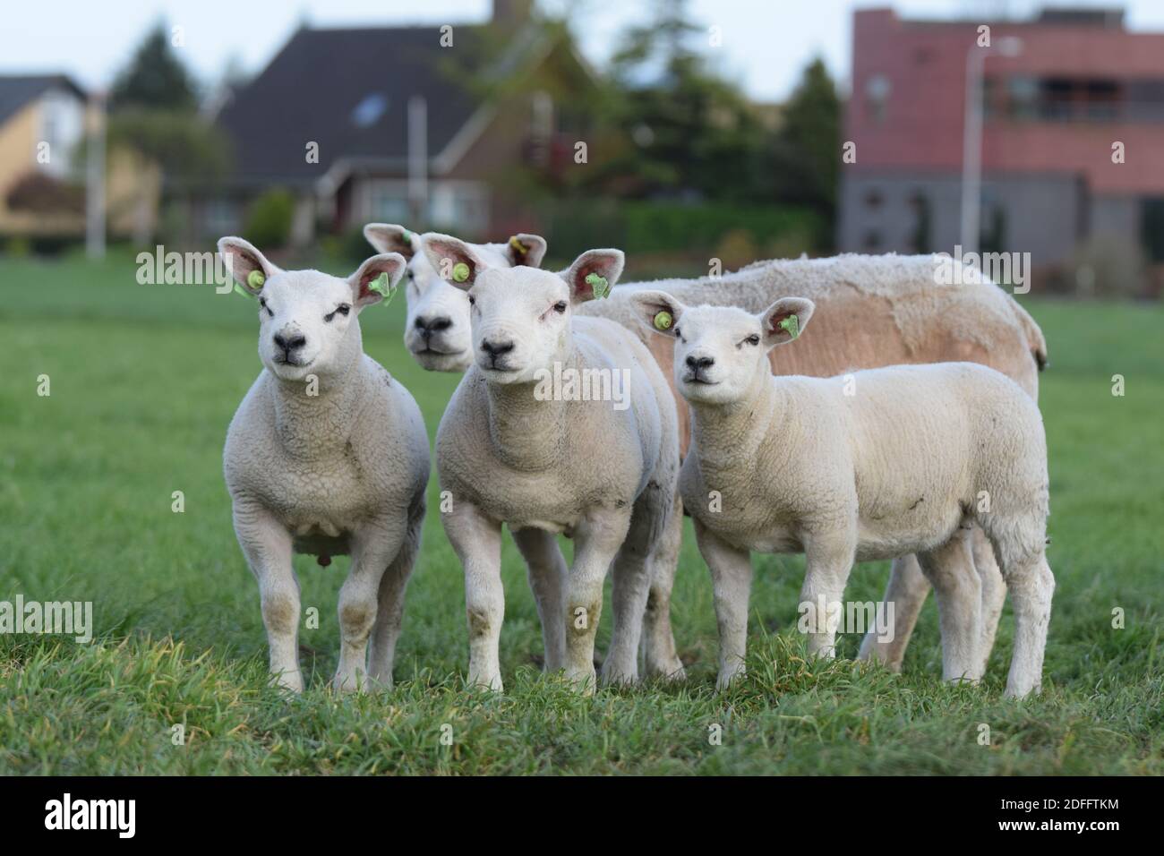 Sheep with 3 lambs Stock Photo - Alamy