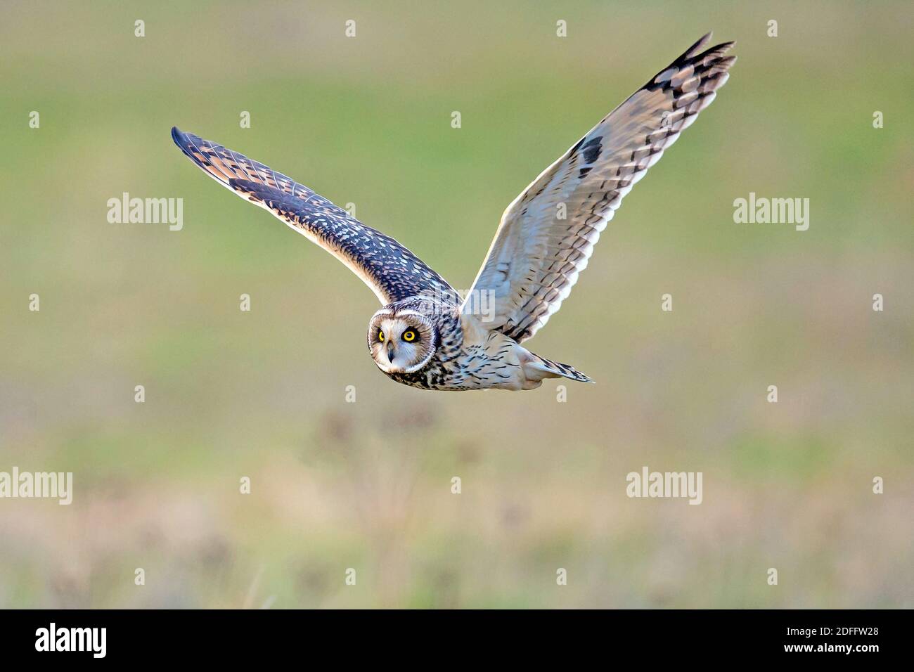 Eulen flug hi-res stock photography and images - Alamy
