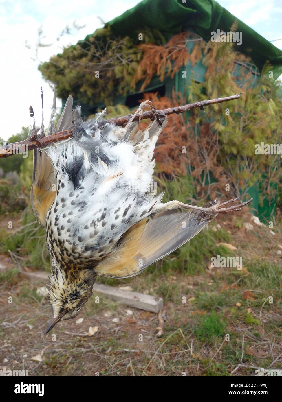Handout photo - While the European Commission has given France three months to "review its bird ...