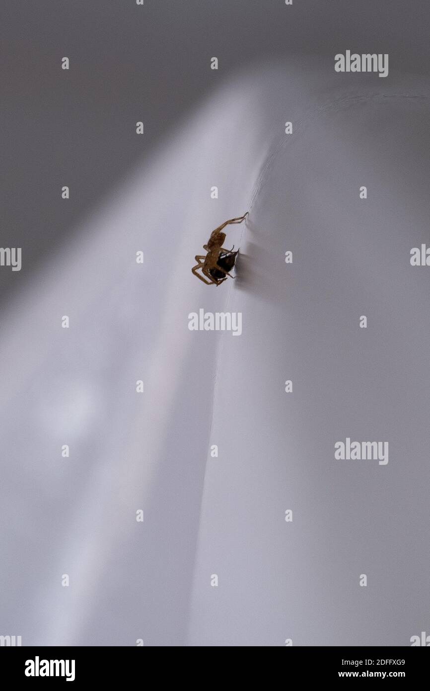 A spider eating a fly, previously caught in the kitchen of a house in ...