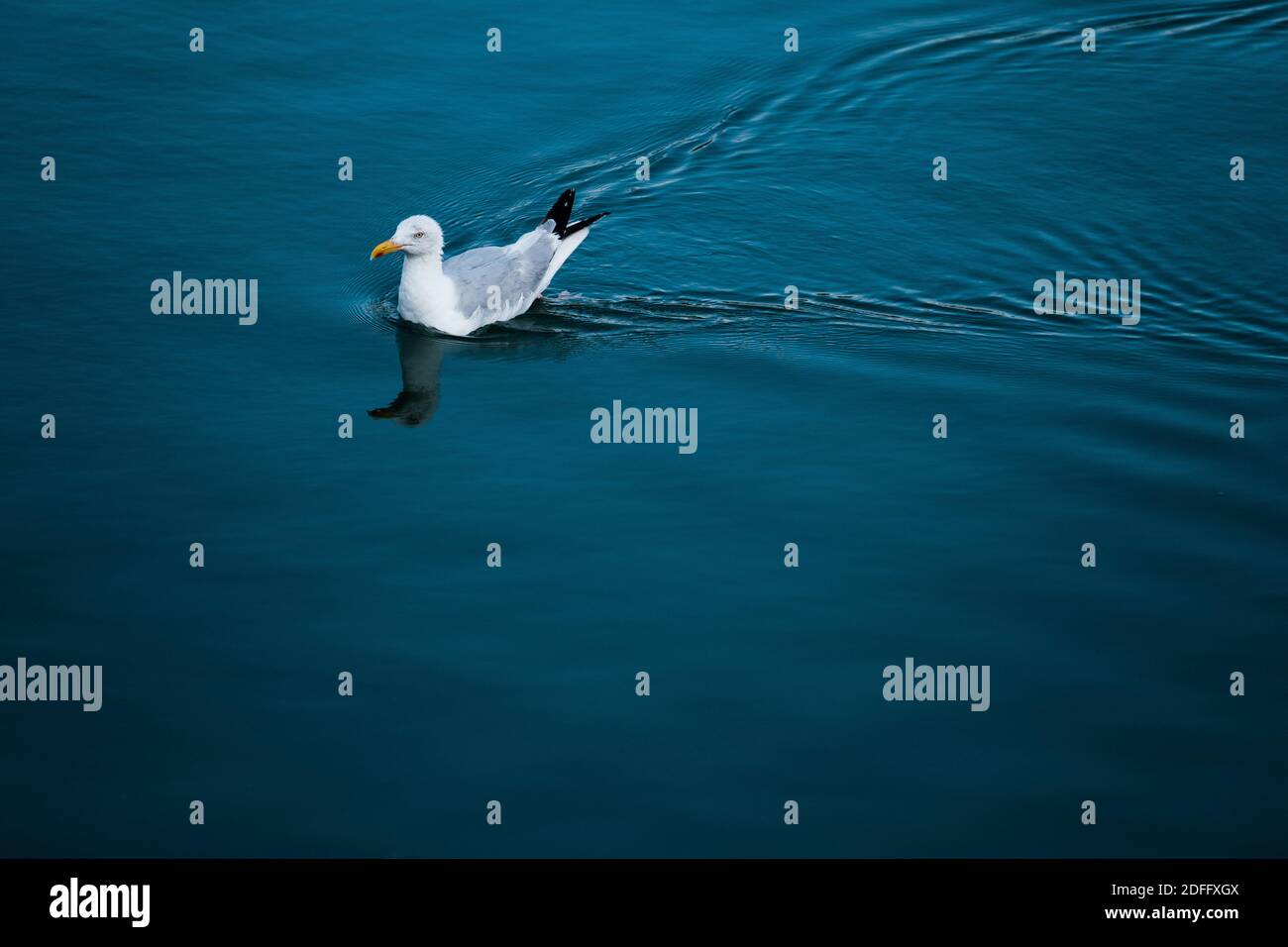 Le goéland france hi-res stock photography and images - Alamy