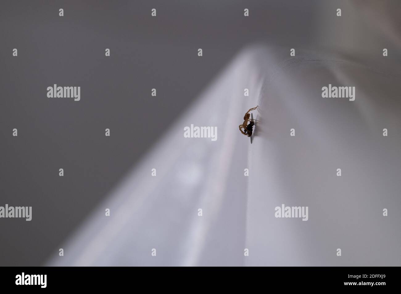 A spider eating a fly, previously caught in the kitchen of a house in ...