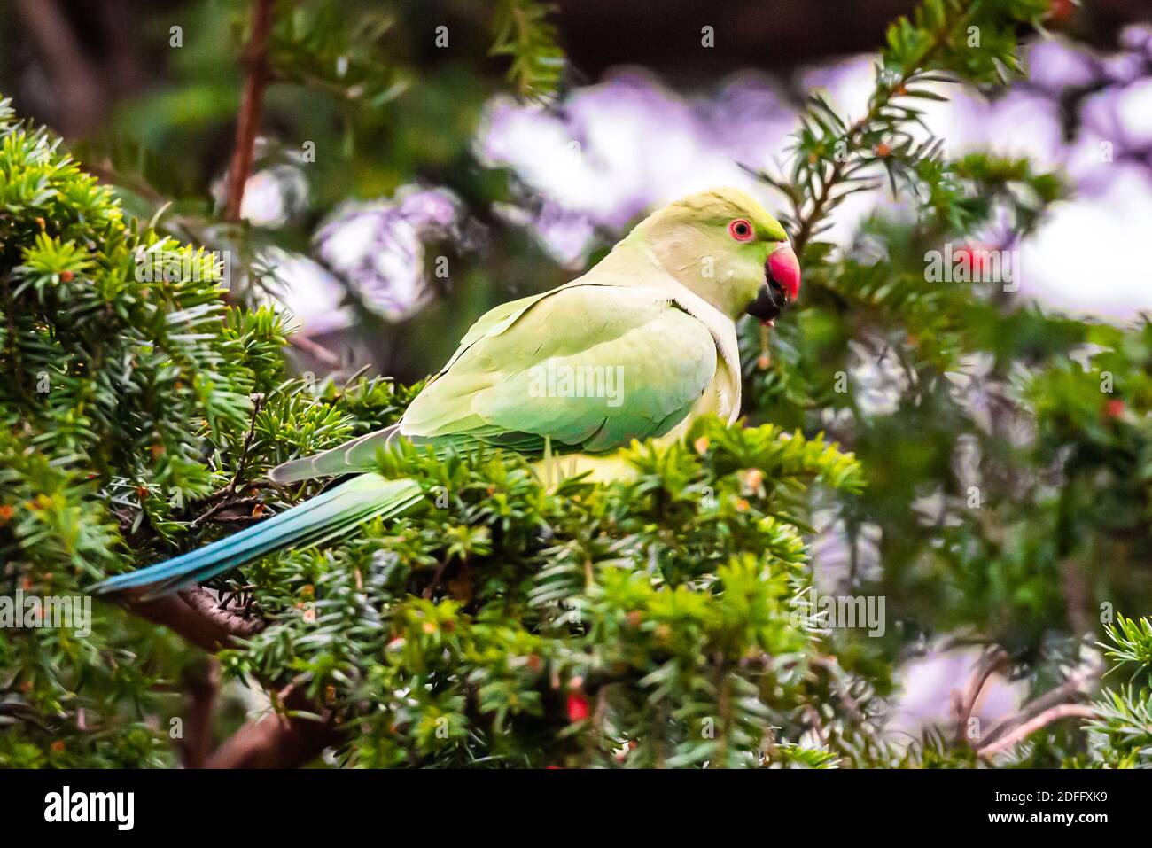 Feral parakeets in London (Beckenham Place Park, Bromley) eating yew ...