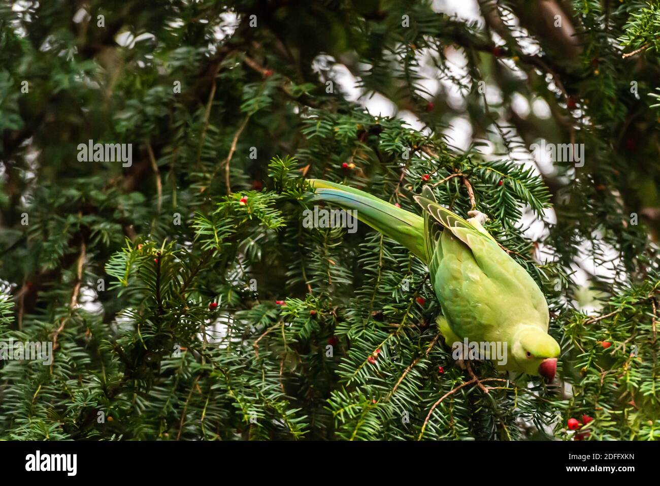 Feral parakeets in London (Beckenham Place Park, Bromley) eating yew ...