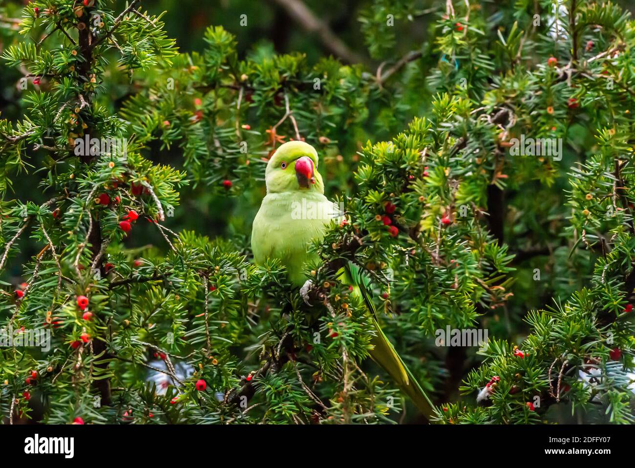 Non native parakeet feral in england hi-res stock photography and ...
