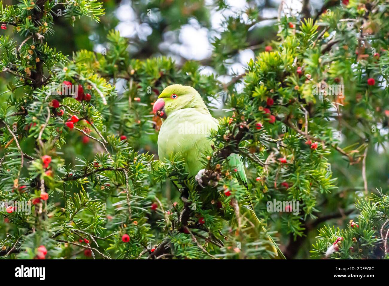 Non native parakeet feral in england hi-res stock photography and ...