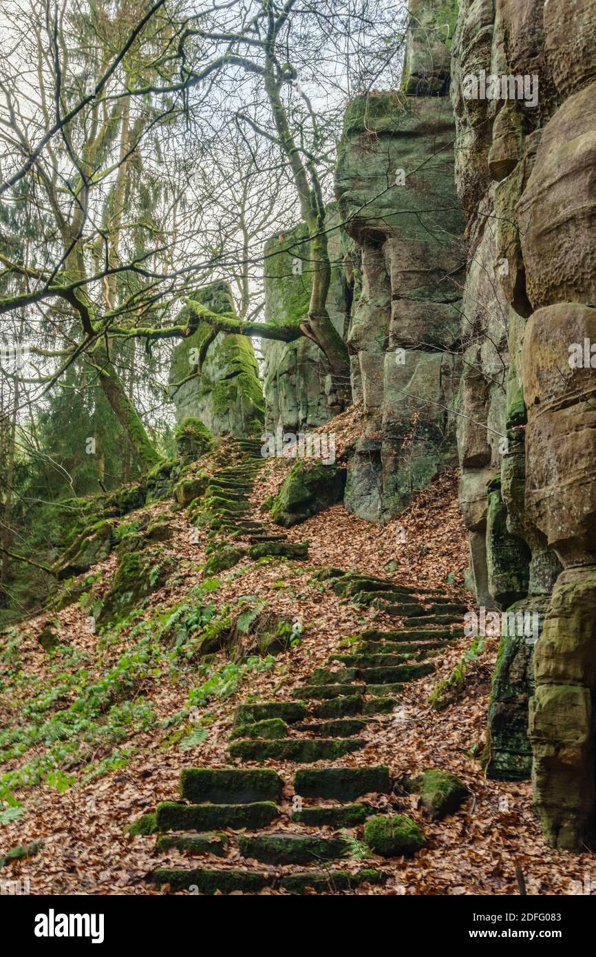 Stone stairs in forest hi-res stock photography and images - Alamy