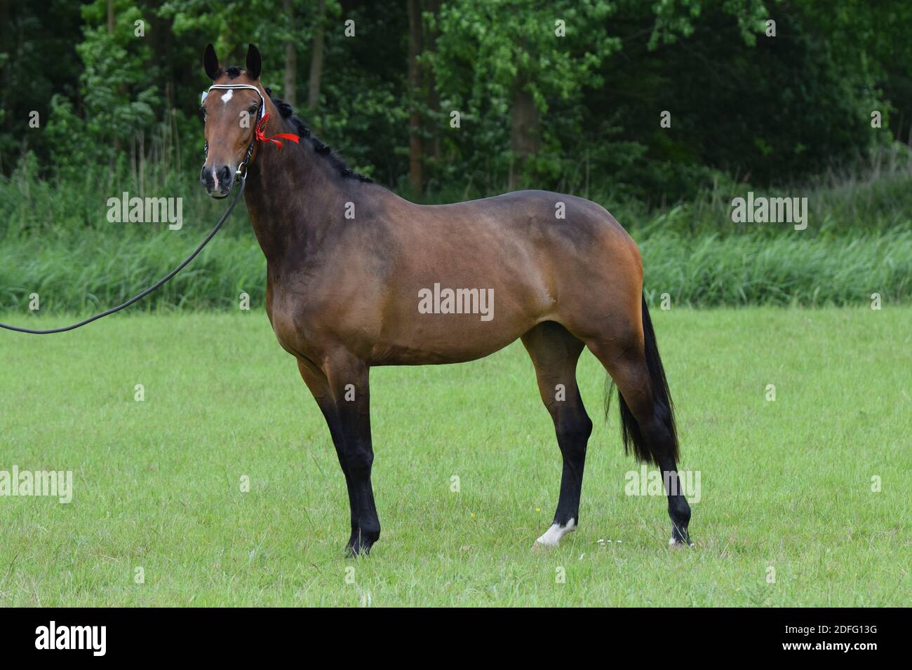 KWPN mare after competing Stock Photo - Alamy