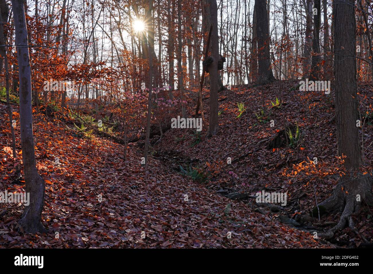 A walk in the woods with fall foliage Stock Photo - Alamy