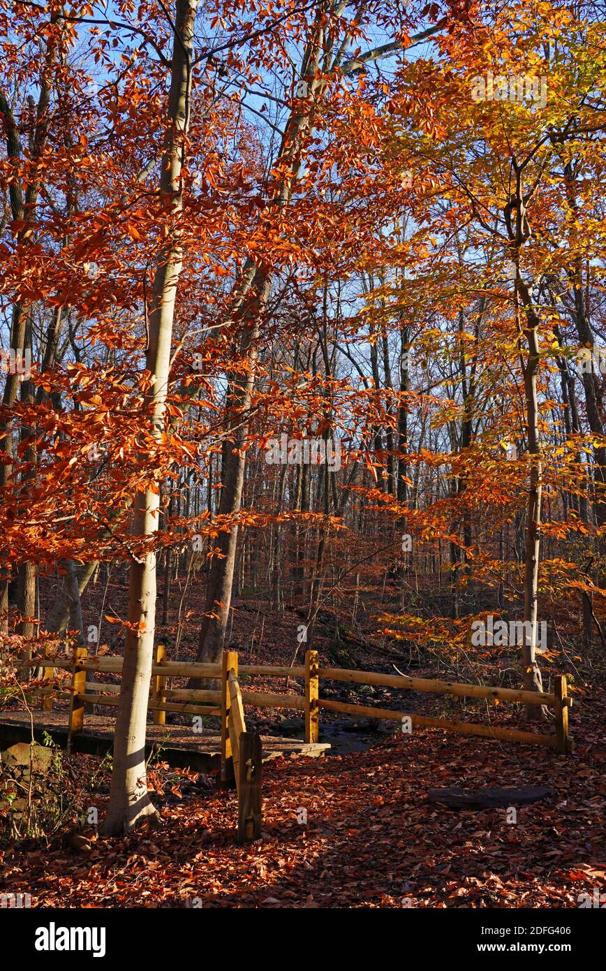 A walk in the woods with fall foliage Stock Photo - Alamy