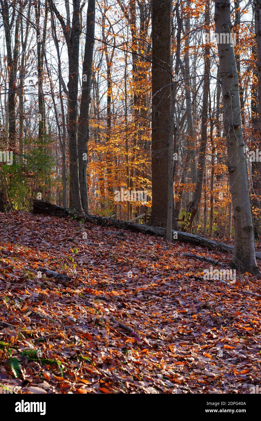 A walk in the woods with fall foliage Stock Photo - Alamy