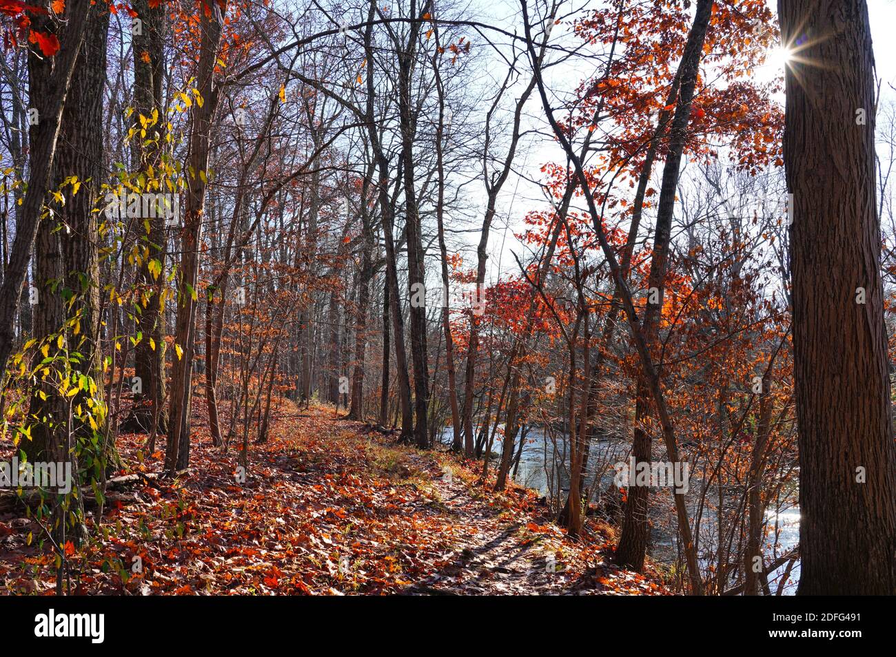 A walk in the woods with fall foliage Stock Photo - Alamy
