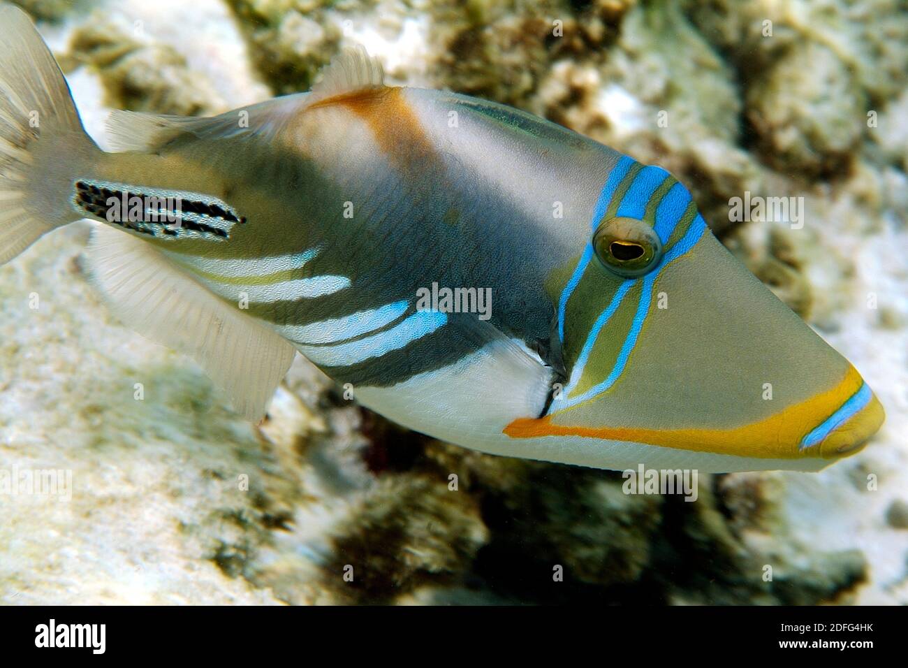 Triggerfish Teeth High Resolution Stock Photography and Images - Alamy