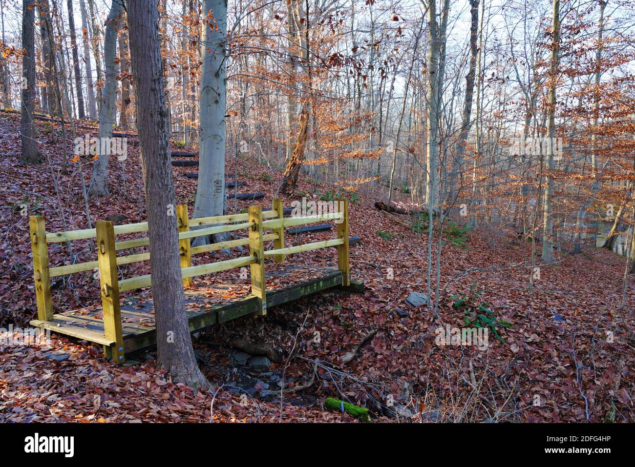 A walk in the woods with fall foliage Stock Photo - Alamy