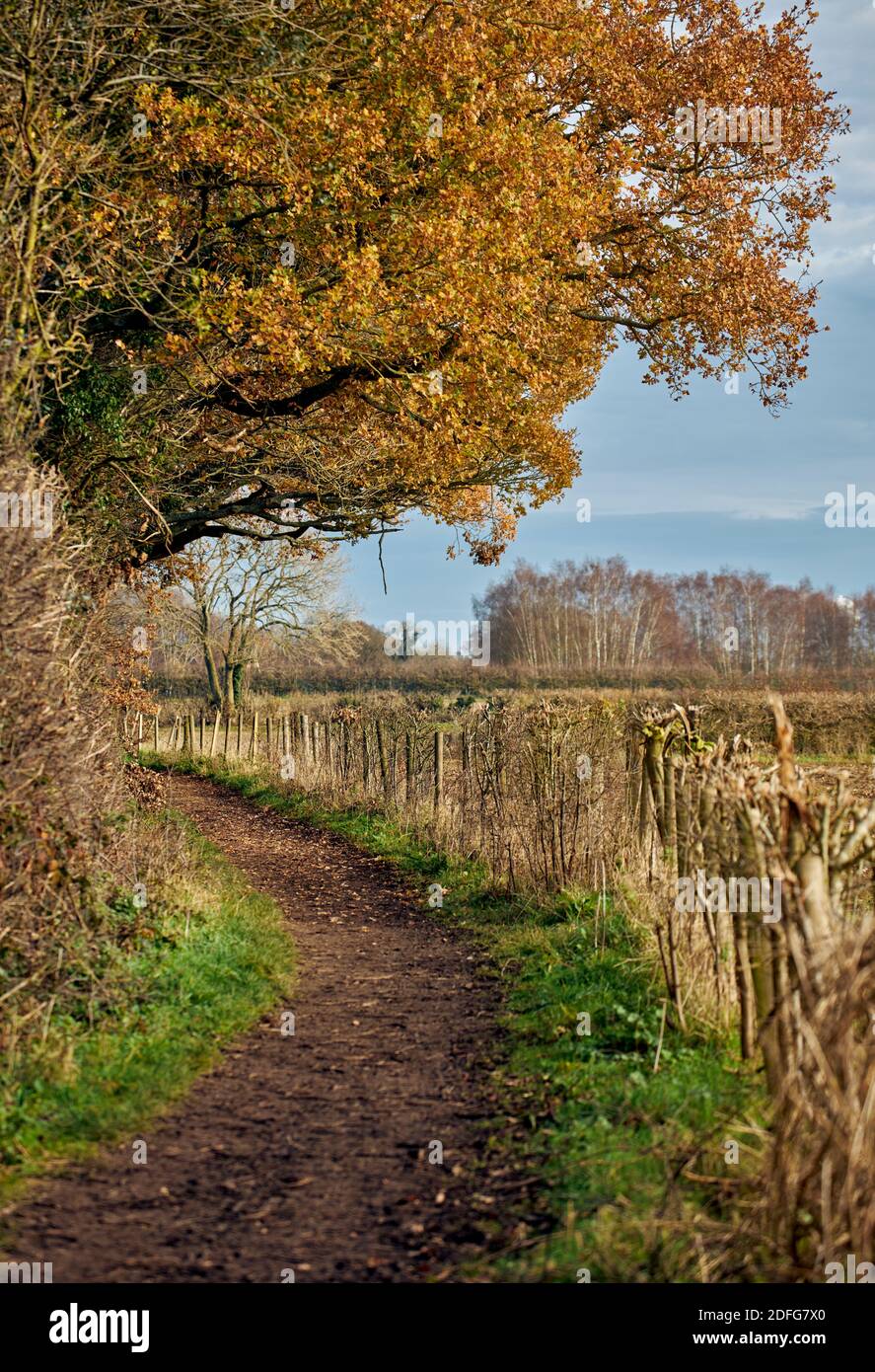 Chilterns landscape designated as Area of National Beauty, England, UK ...