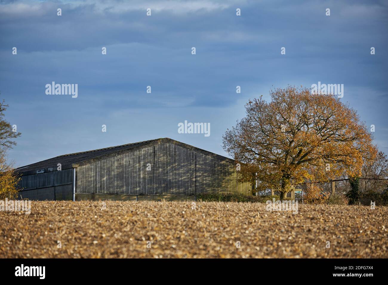 Autumn tree and barn in the Chilterns, England Stock Photo - Alamy