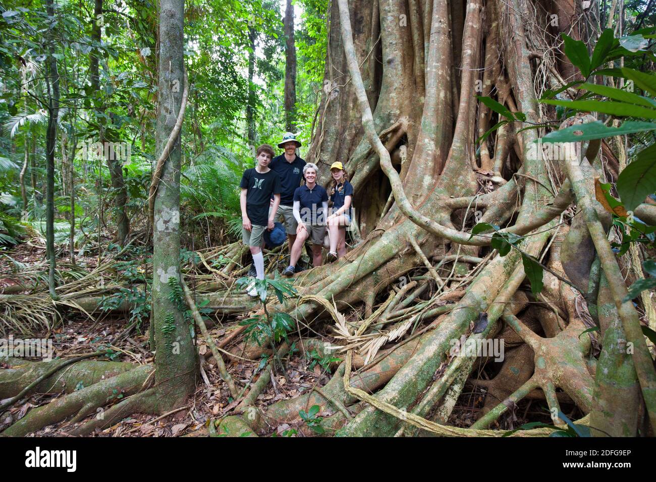 Buttress roots fig tree hi-res stock photography and images - Alamy Buttress roots fig tree hi-res stock photography and images - Alamy