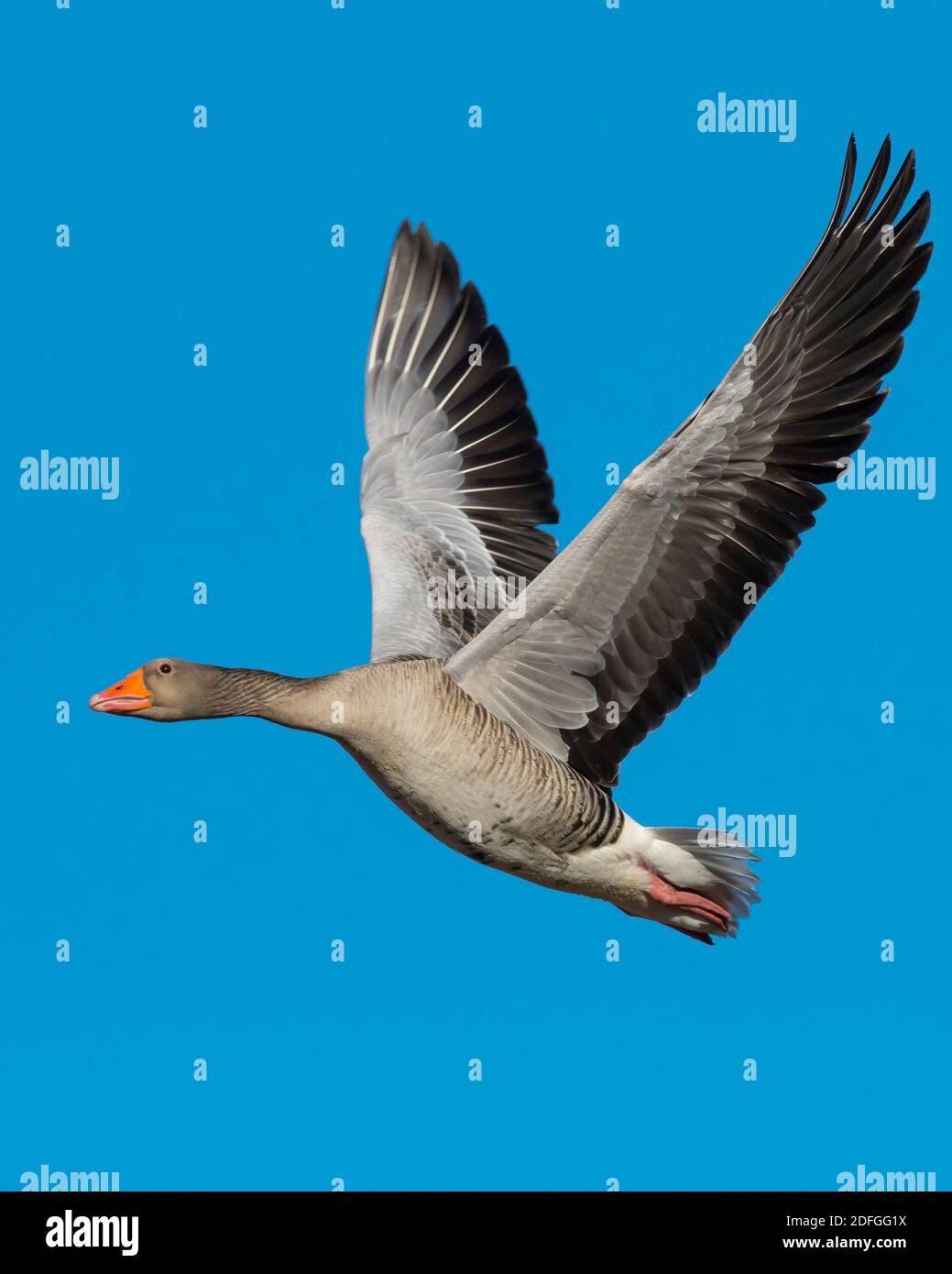 Fliegende Gans High Resolution Stock Photography and Images - Alamy