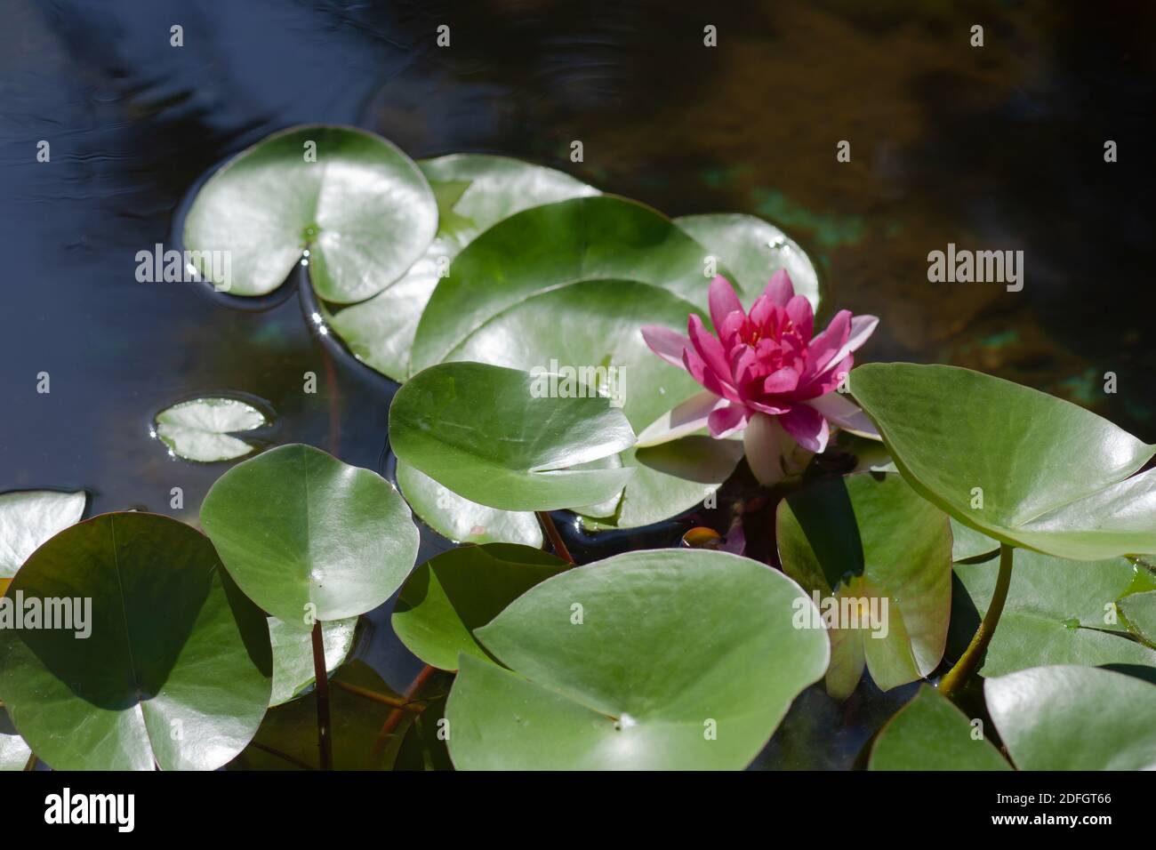 Red lotus flower in the pond Stock Photo - Alamy