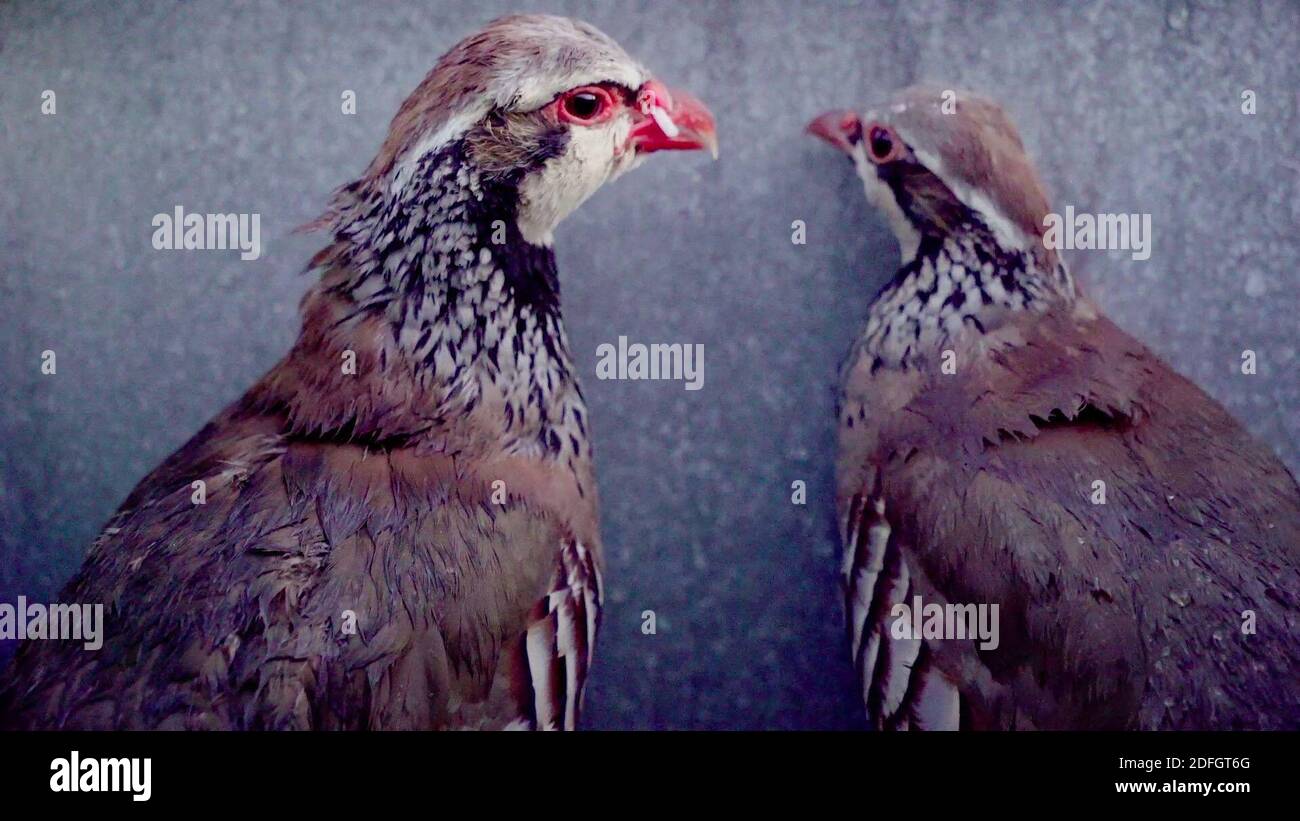 Fate of birds hi-res stock photography and images - Alamy