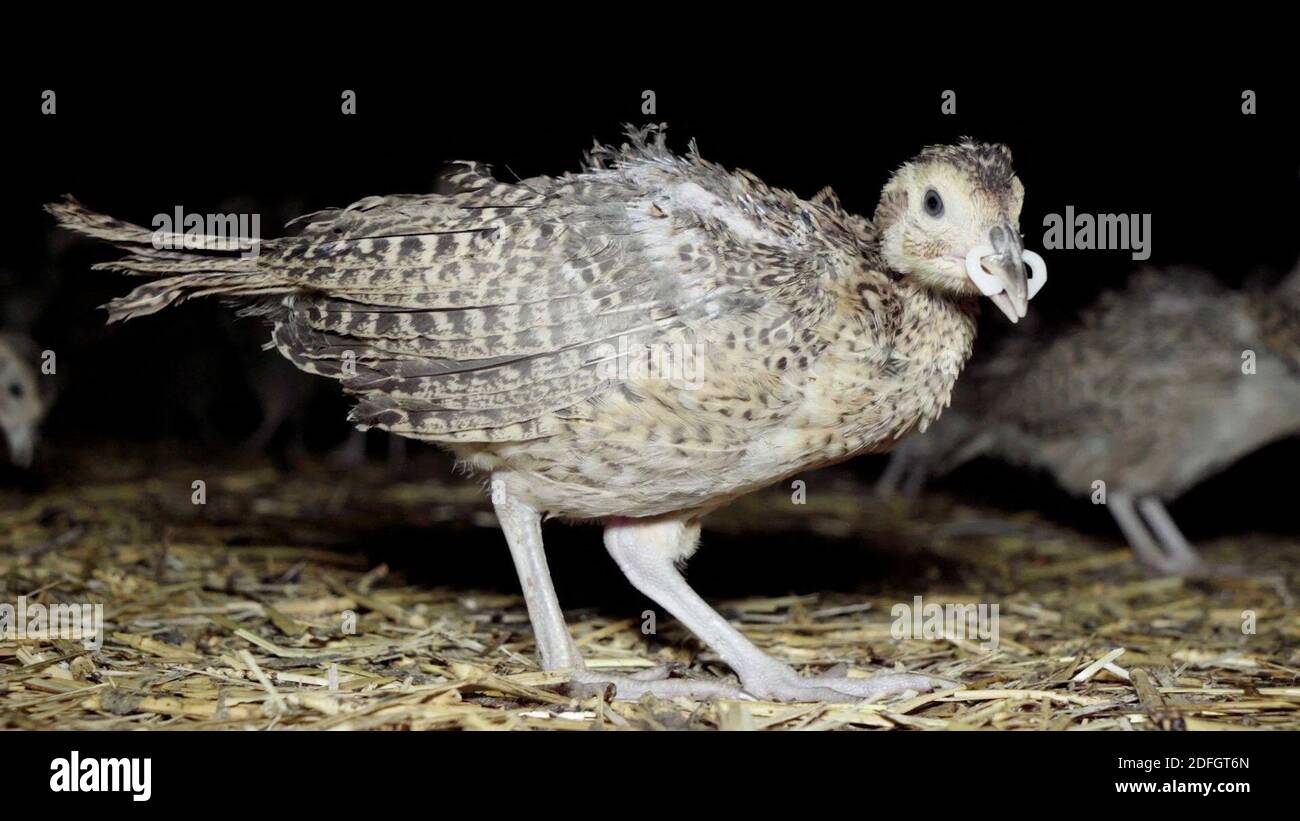 Hand out screen grabs from a new shocking video unveiled by French ...