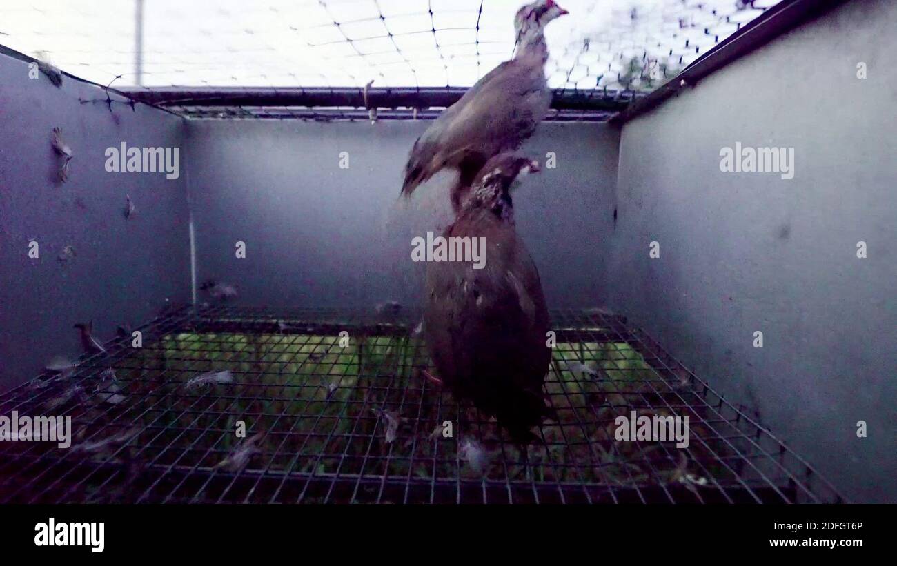 Hand out screen grabs from a new shocking video unveiled by French ...