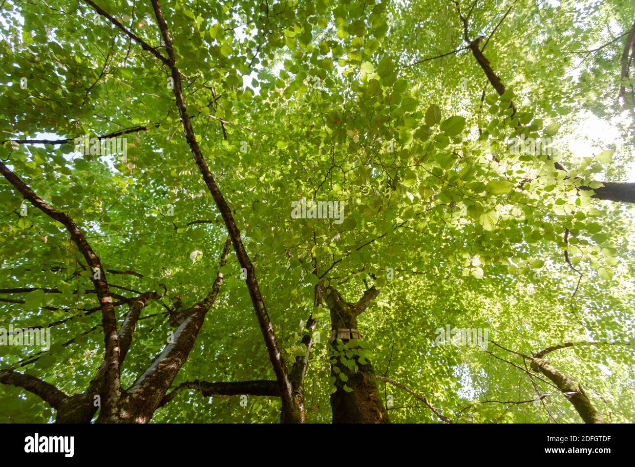 Very large and wide tree hi-res stock photography and images - Alamy