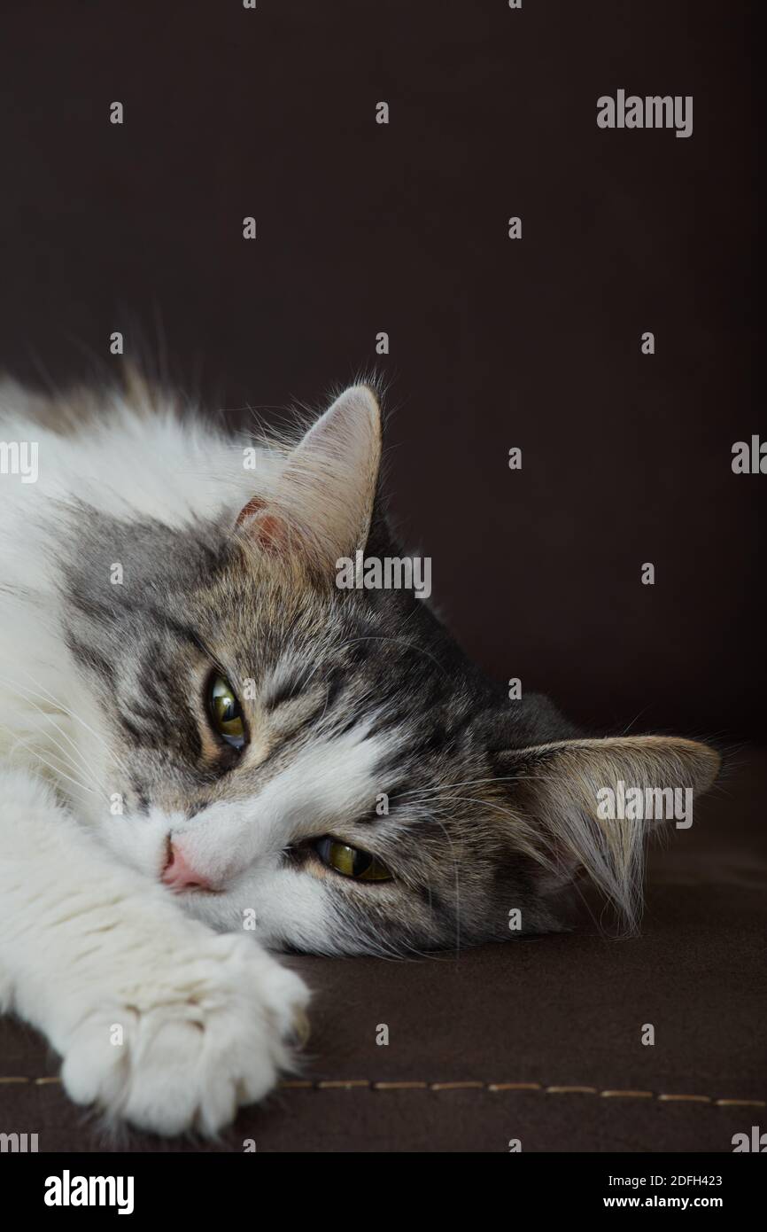 Closeup portrait cute sleepy young hi-res stock photography and images ...