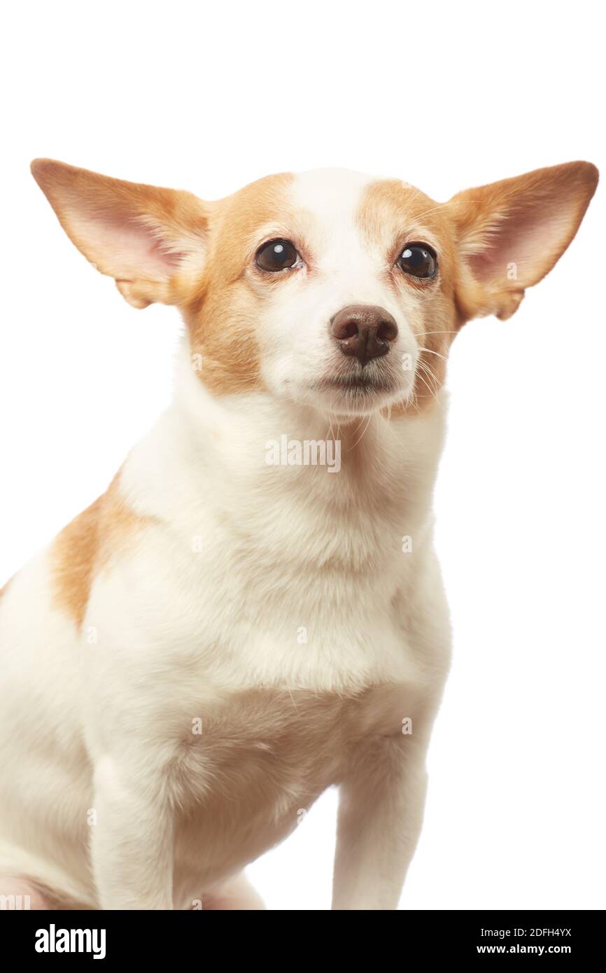serious jack russell terrier dog isolated on white background front ...