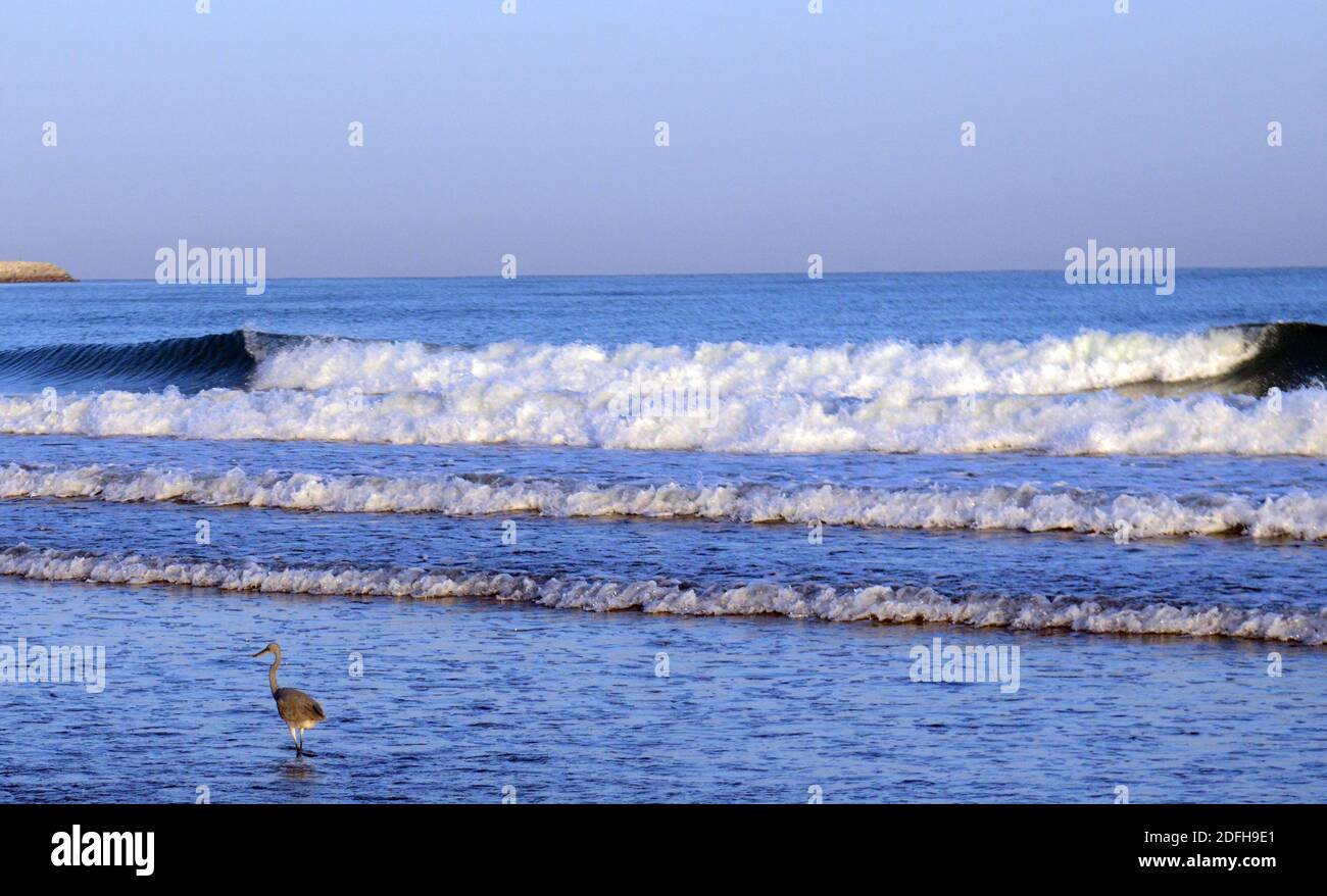 A bird fishing at the Barka beach in Oman Stock Photo - Alamy