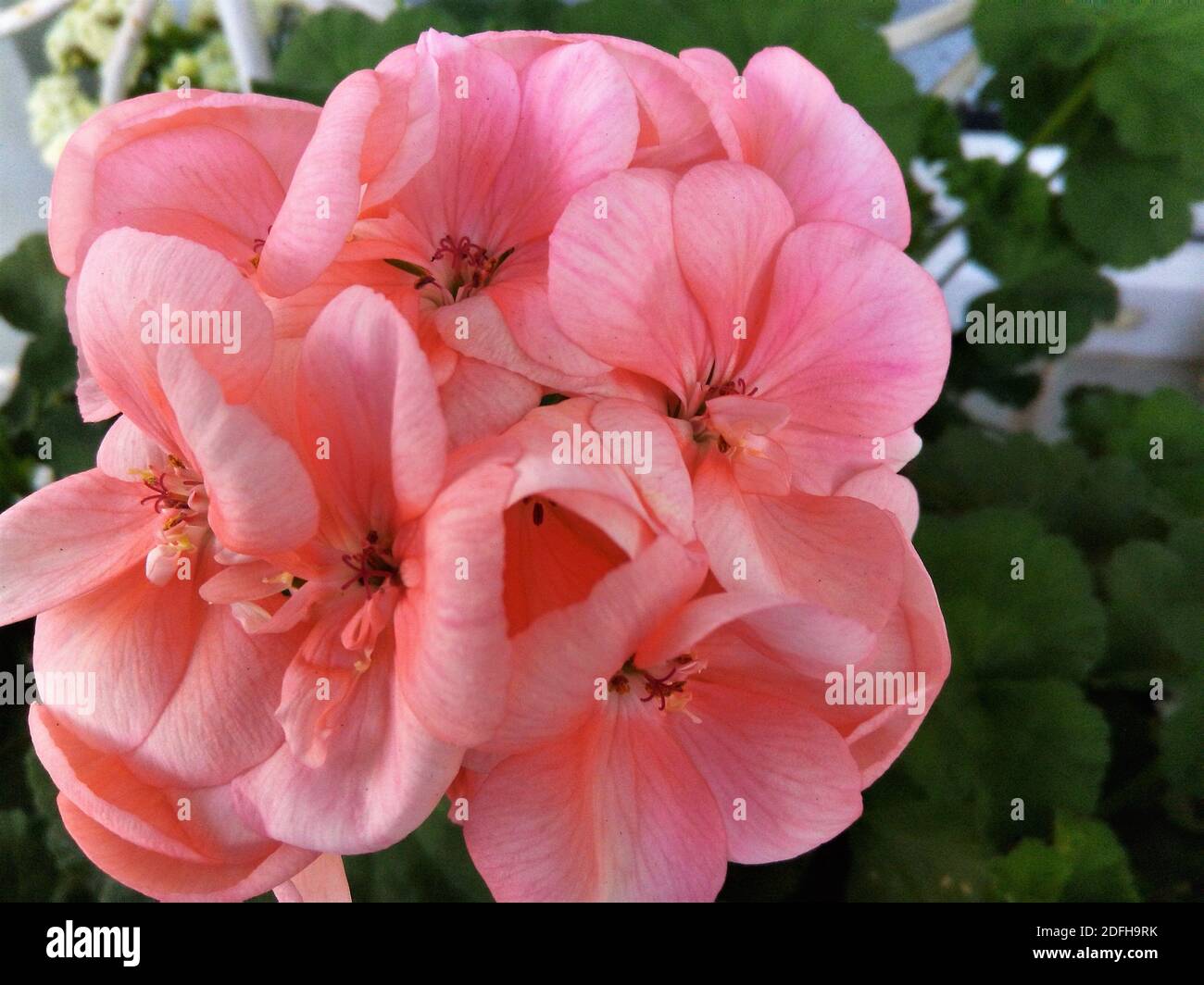 Geranium leaves hi-res stock photography and images - Alamy