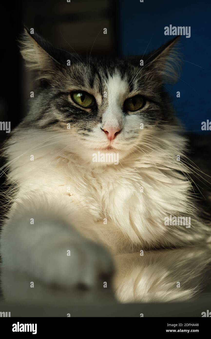 Serious cat hi-res stock photography and images - Alamy