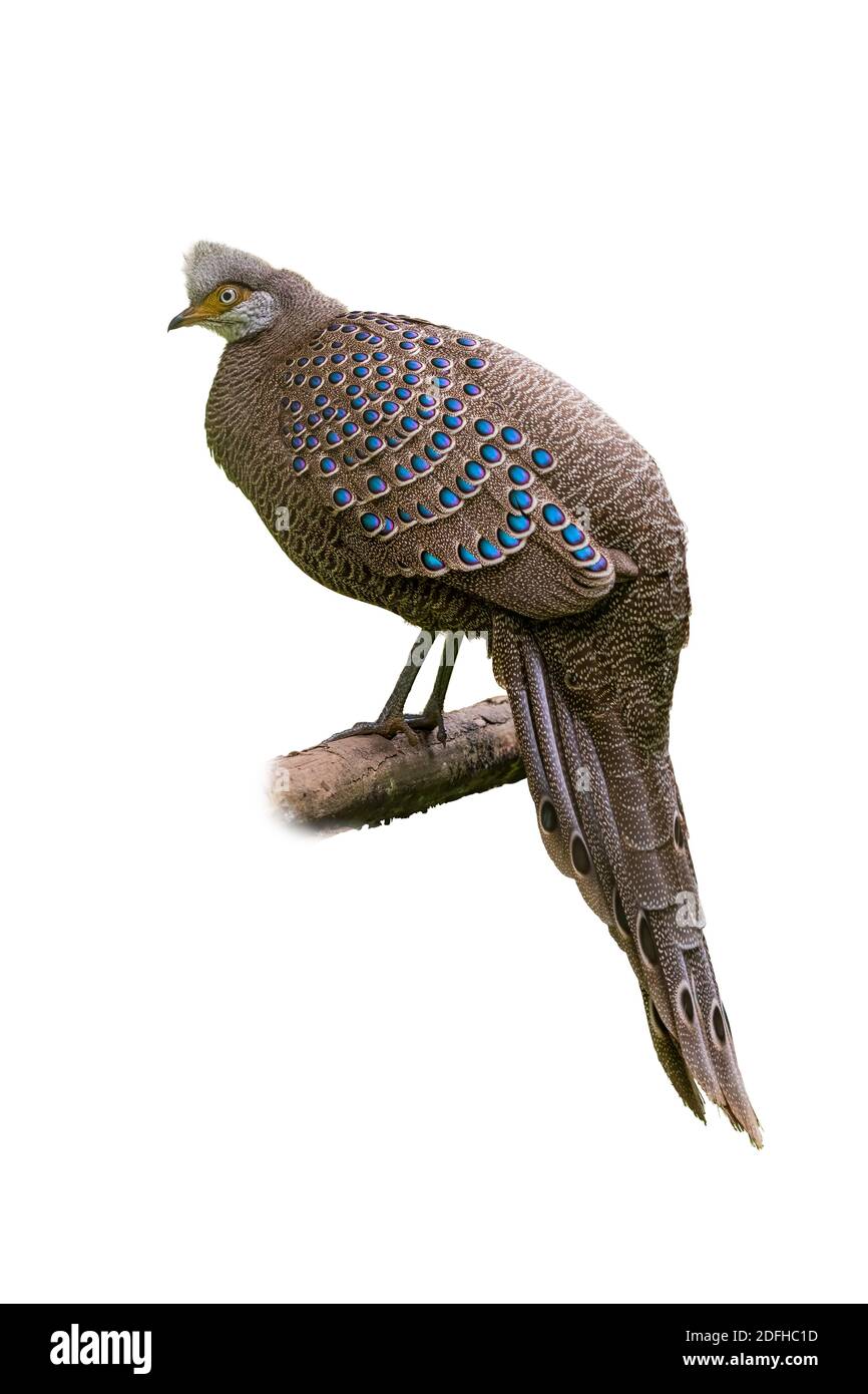 Pheasant cage Cut Out Stock Images & Pictures - Alamy