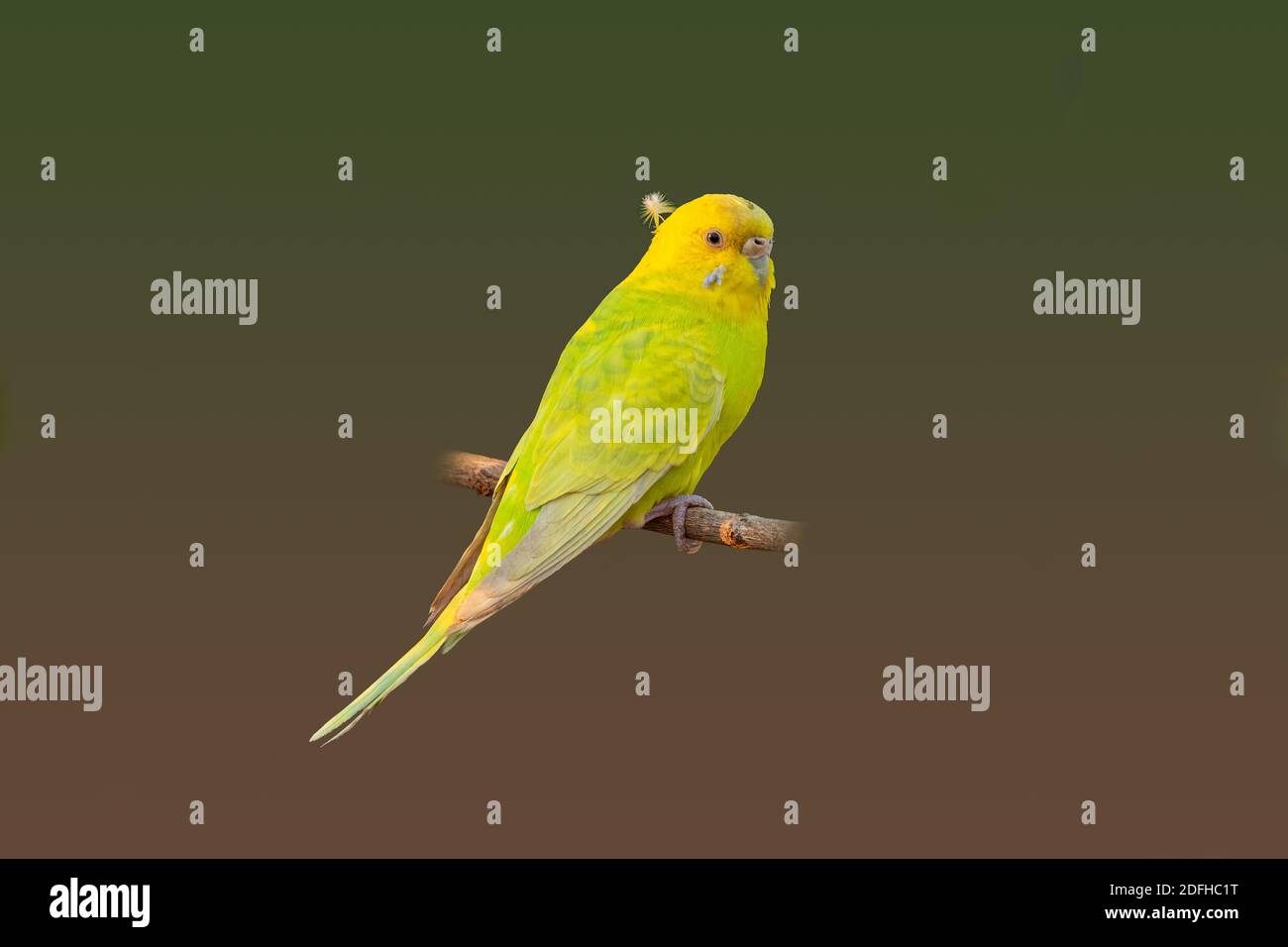 Zebra parakeet hi-res stock photography and images - Alamy