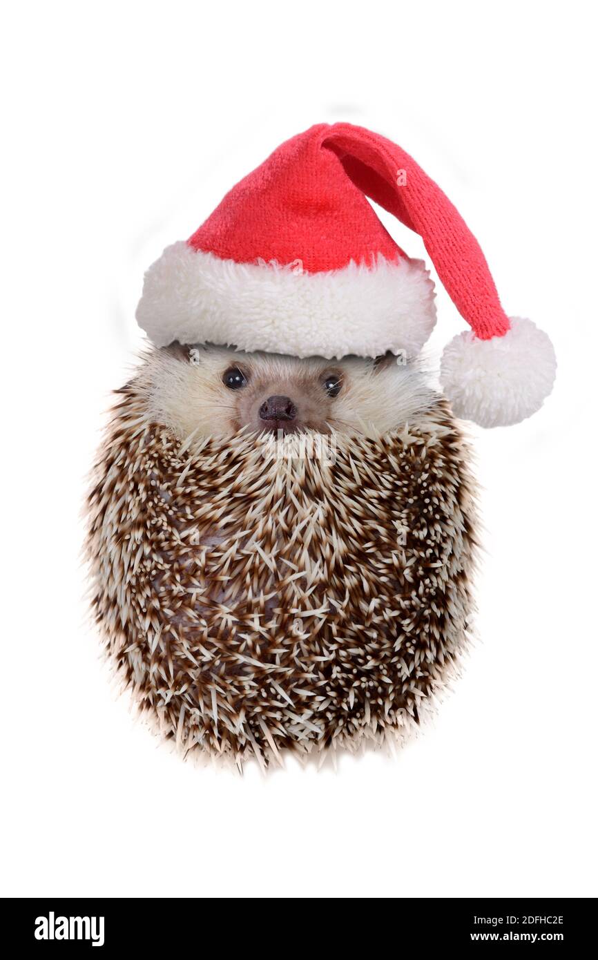 Cute hedgehog wearing red santa claus hat acting look like ball on ...