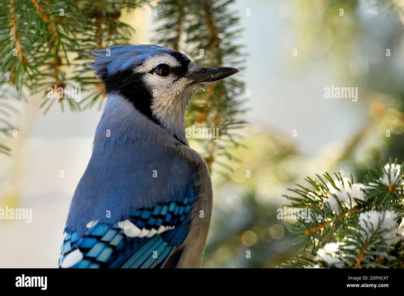 An up close image of an eastern Blue Jay," Cyanocitta cristata ...