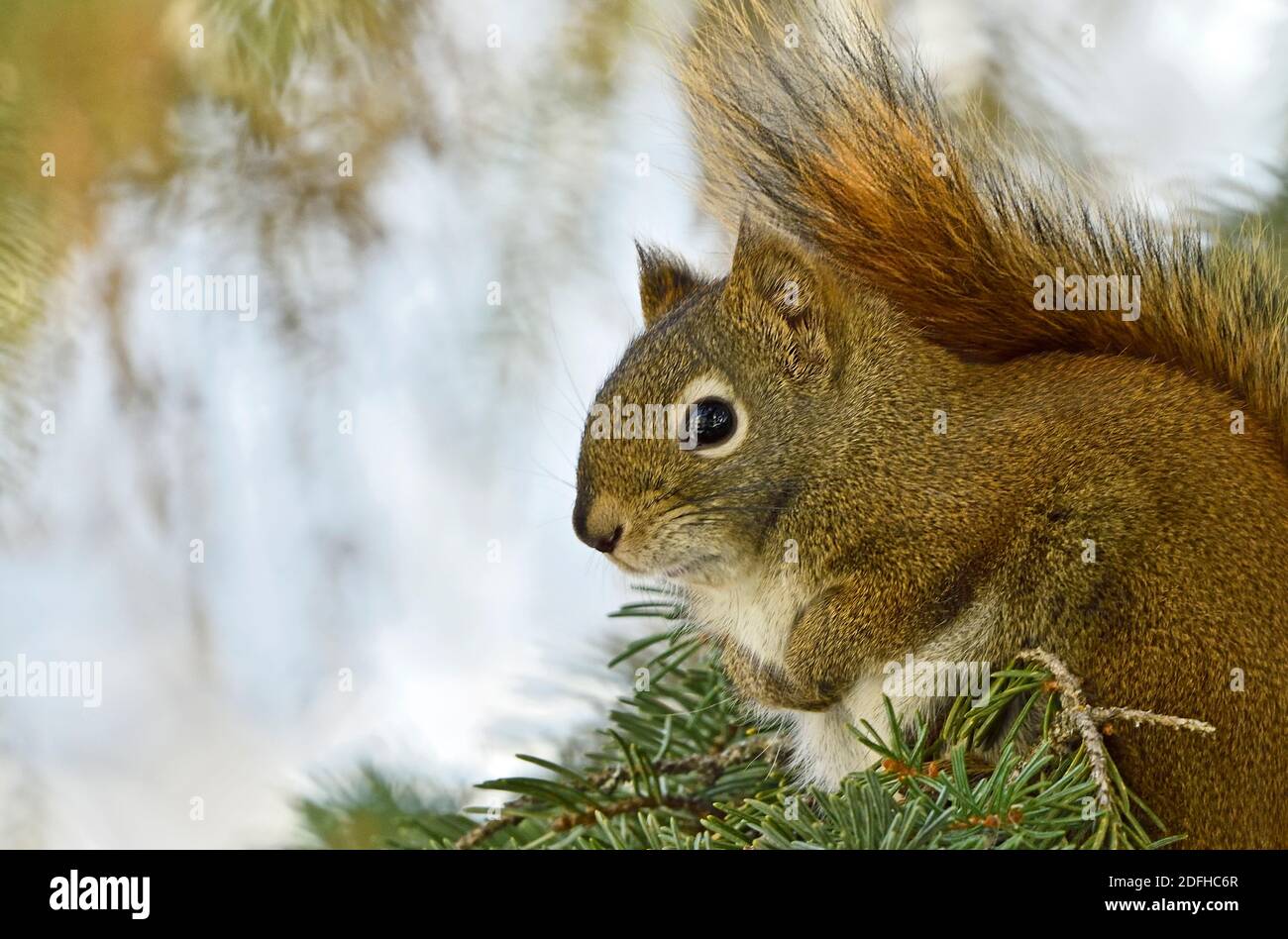 A close up image of a red squirrel "Tamiasciurus hudsonicus", sitting ...