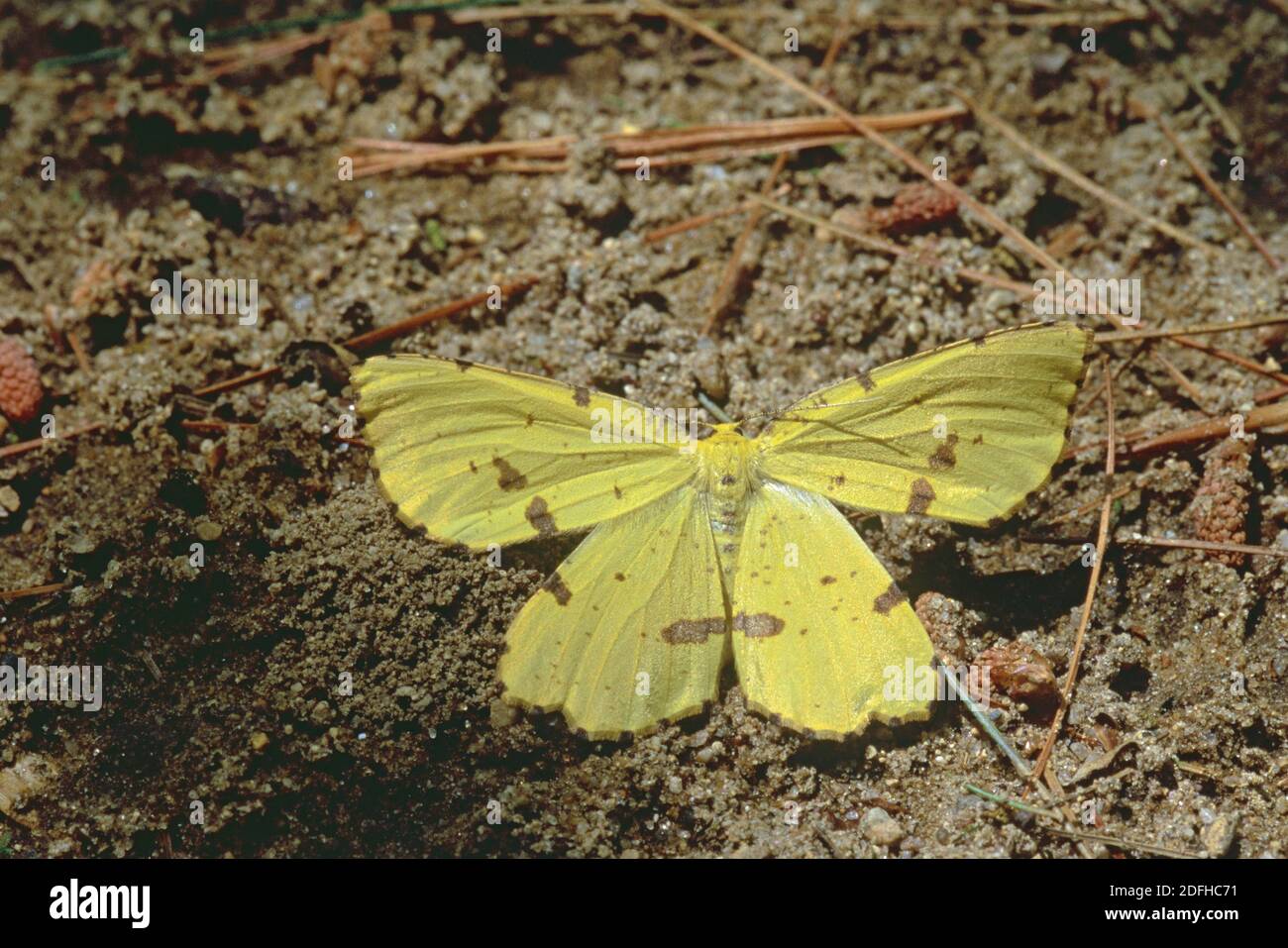 False Crocus Geometer Moth (Xanthotype urticaria Stock Photo - Alamy