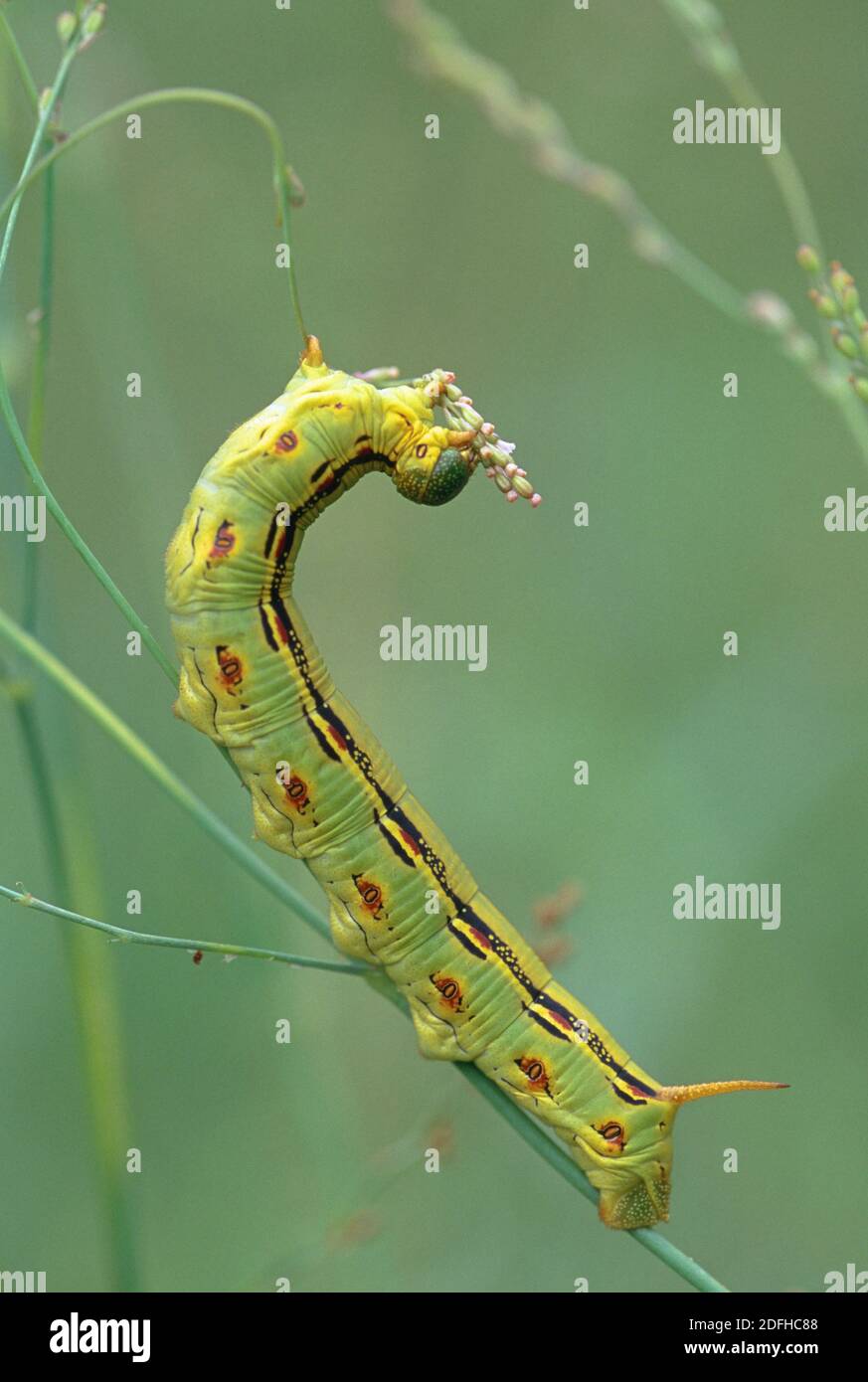 White-lined Sphinx Moth Caterpillar (Hyles lineata Stock Photo - Alamy