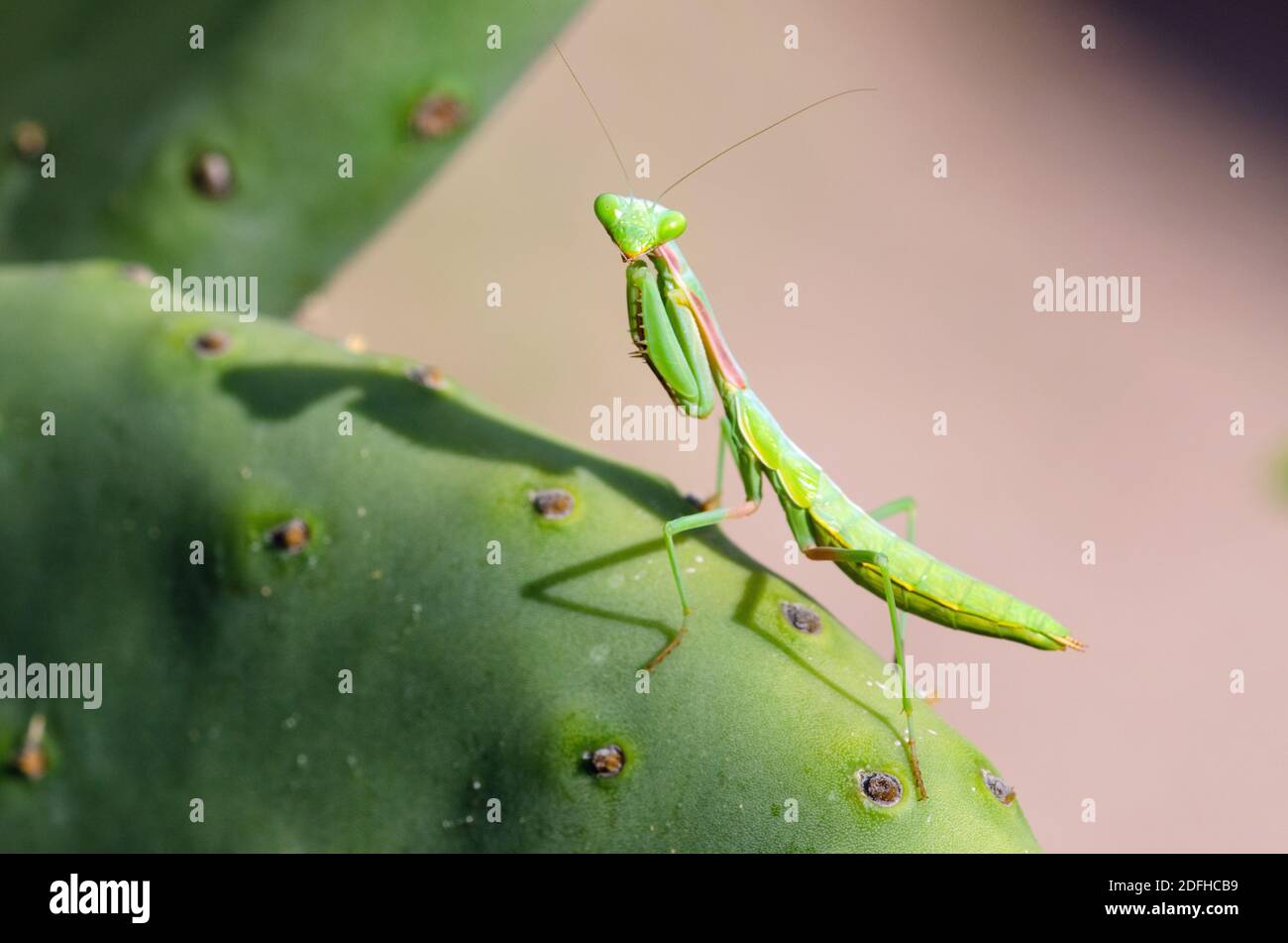 Arizona Manitis (Stagmomantis limbata) on Prickly Pear Cactus Stock ...