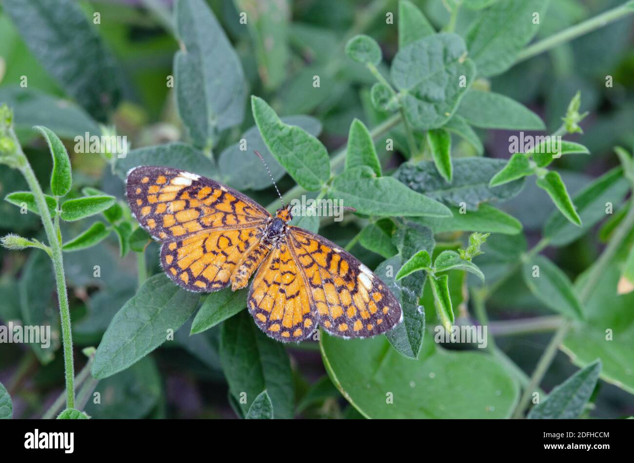 Tiny Checkerspot (Dymasia dymas Stock Photo - Alamy