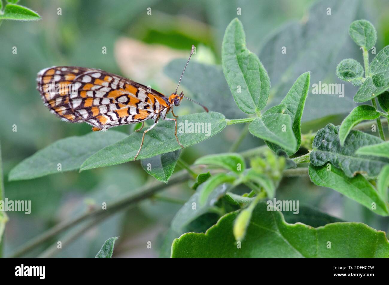 Tiny Checkerspot (Dymasia dymas Stock Photo - Alamy