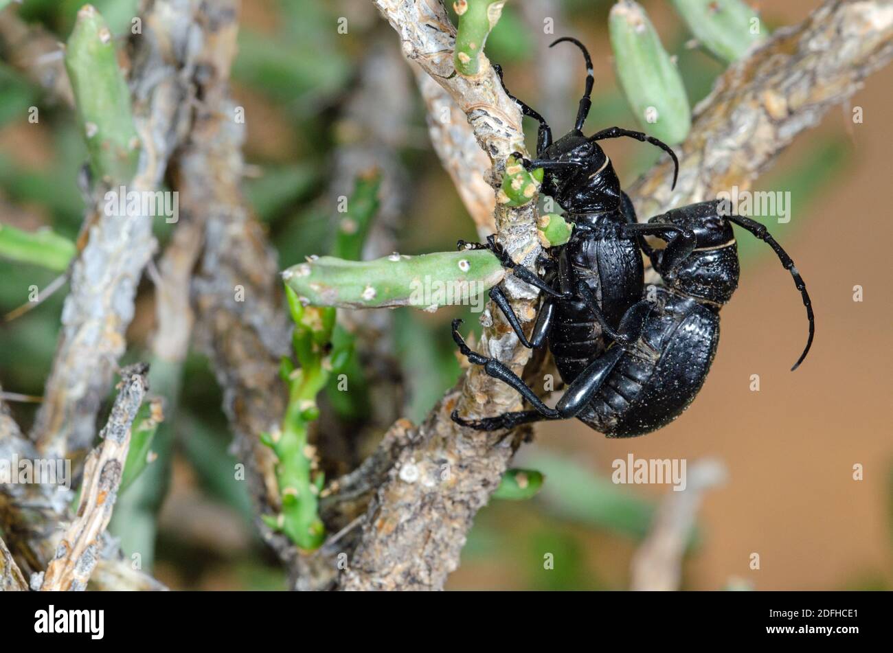 Cactus Longhorn Beetle (Moneilema gigas Stock Photo - Alamy