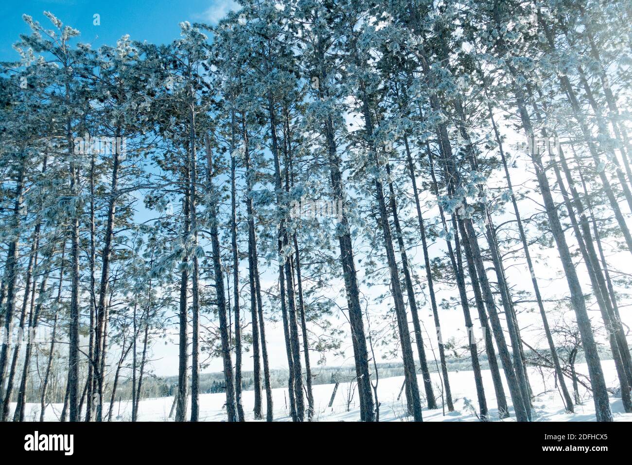 Tall towering trees hi-res stock photography and images - Alamy
