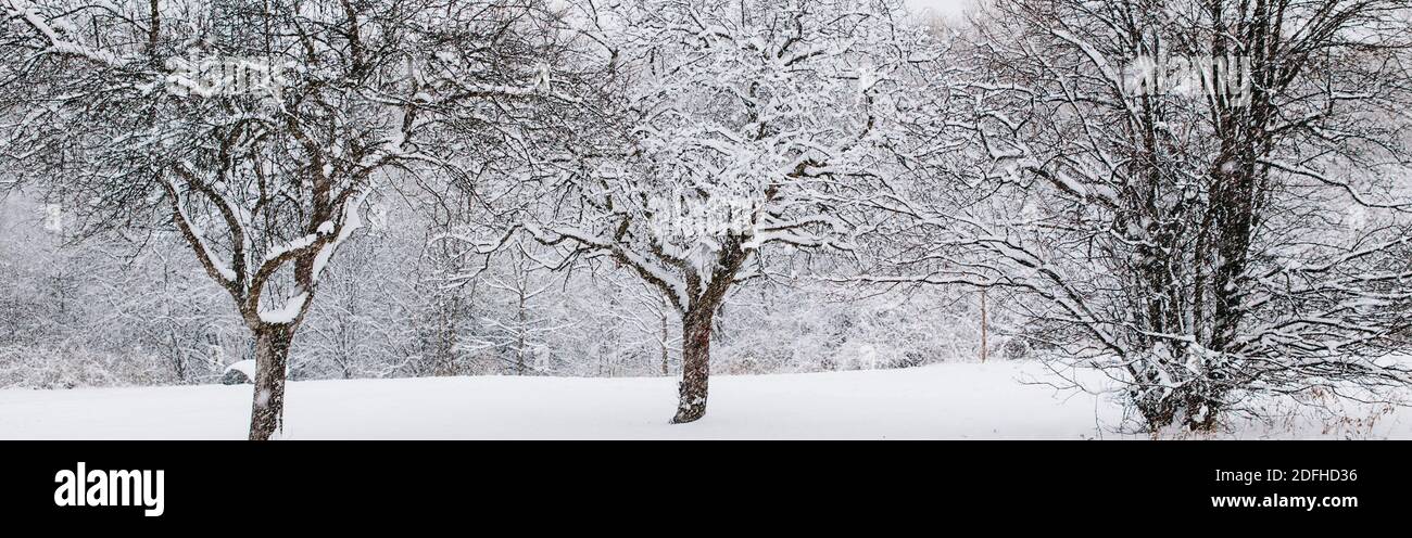 Beautiful winter landscape scene view. Christmas winter card. Three ...