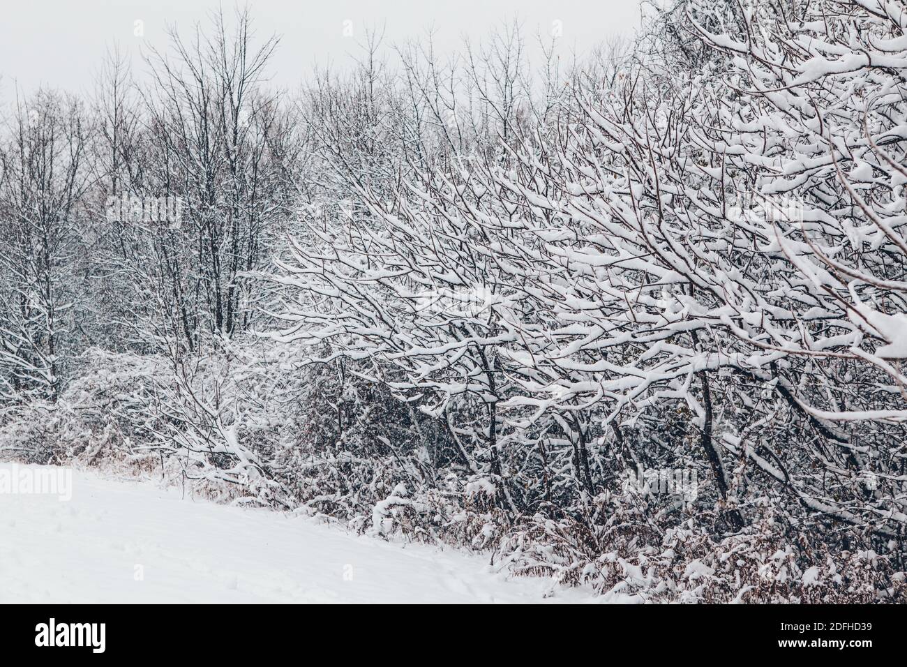 Beautiful winter landscape scene view. Christmas winter card. Trees ...