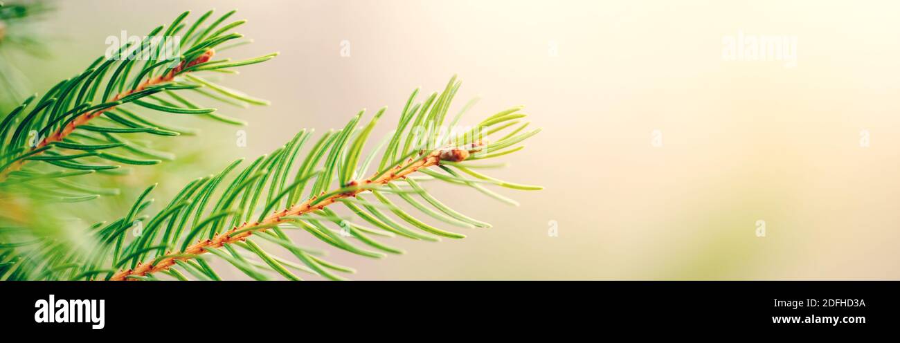 Christmas background. Beautiful natural fir tree branch. Light green ...